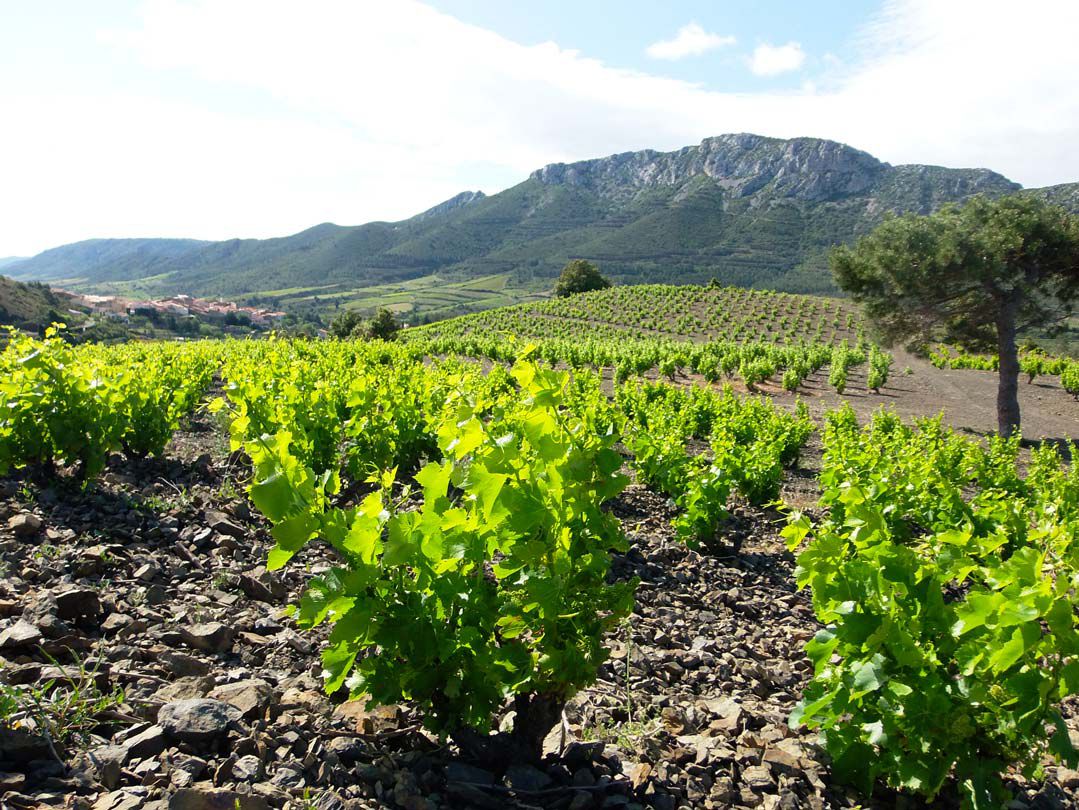 Le syndicat de l'A.O.P Maury vous présente ses vins doux et secs